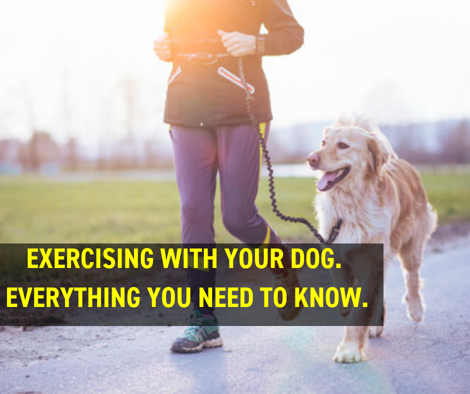 Exercising With Your Dog: Everything You Need To Know