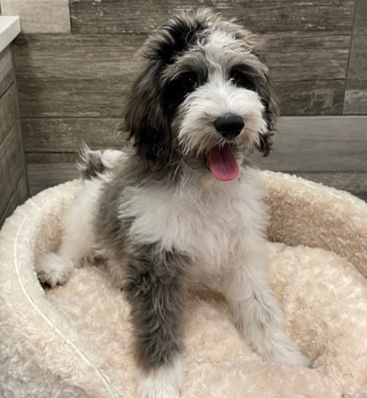 All About the Merle Goldendoodle - Meet the Breed