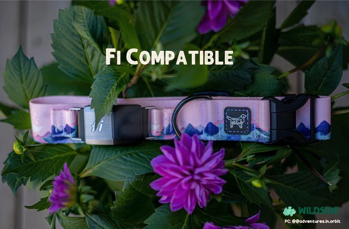 Best Collar for Border Collie: Unleash Your Pup's Style!