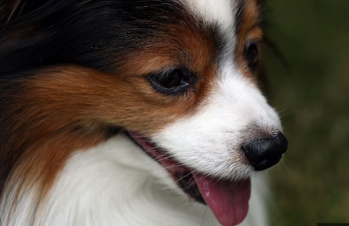 Choosing the Perfect Dog: What Dog Is Best for Me?