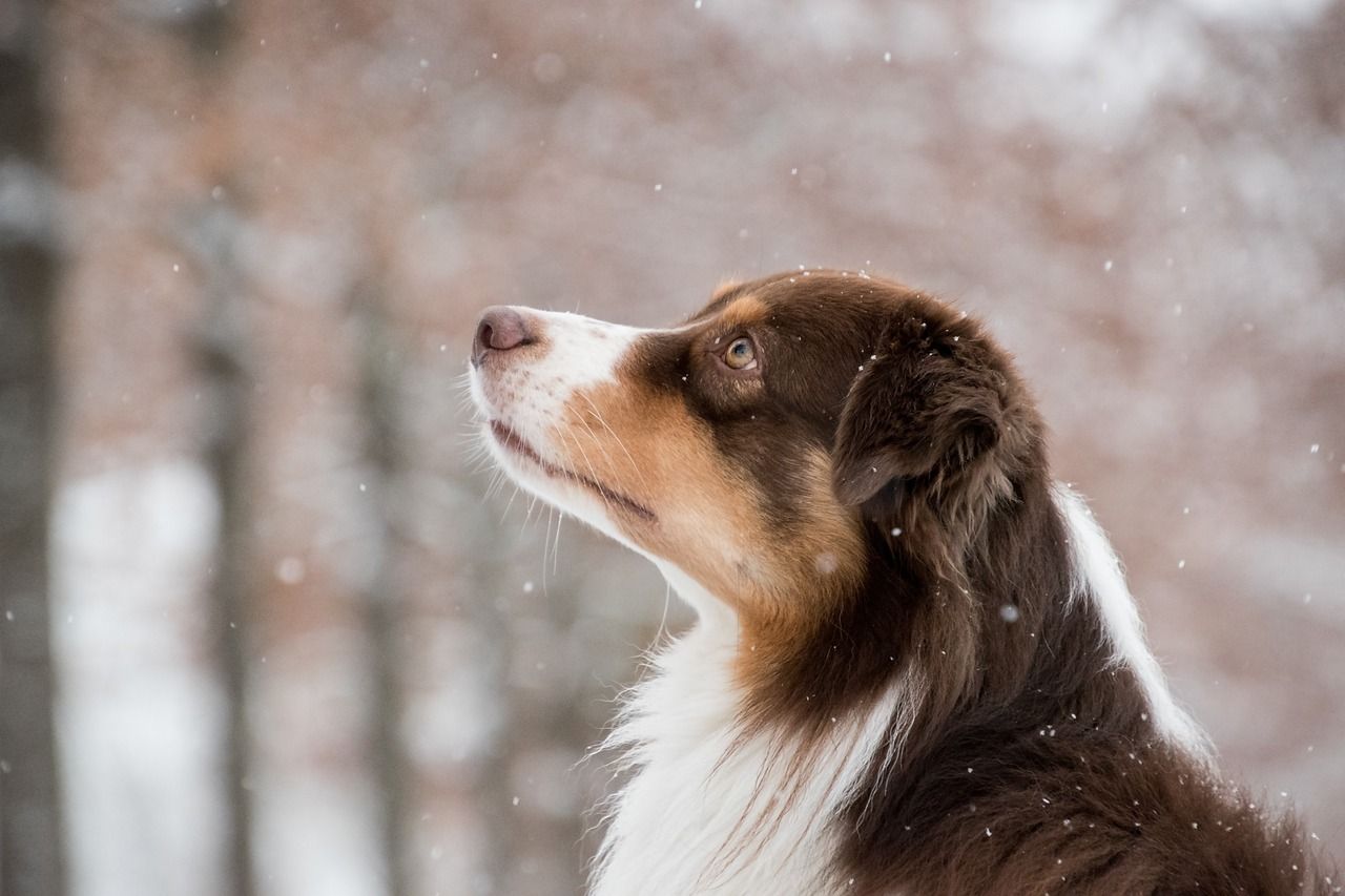 Can Australian Shepherds Be Left Alone? A Deep Dive