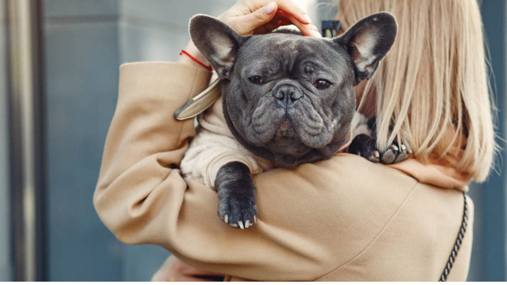 Ultimate Fluffy French Bulldog Guide: Care, Traits & Tips