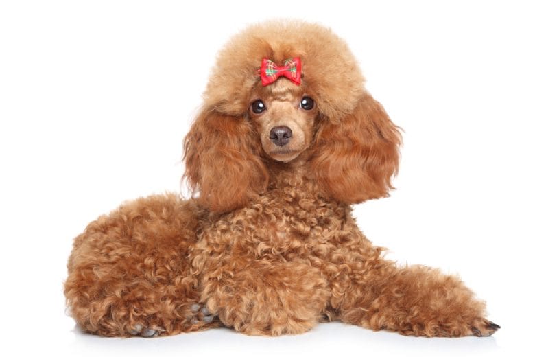 Exploring Size Differences Between Toy & Miniature Poodles
