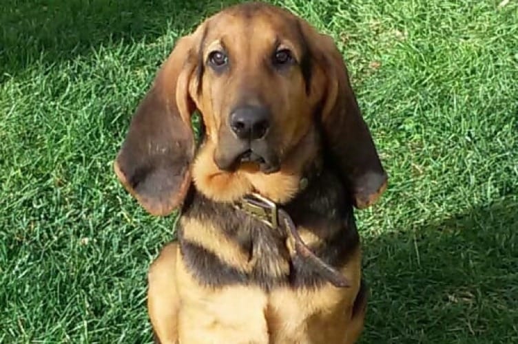 Exploring Bloodhound Names: Historical Significance