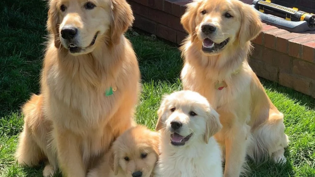 Where Are Golden Retrievers From: Short Breed History