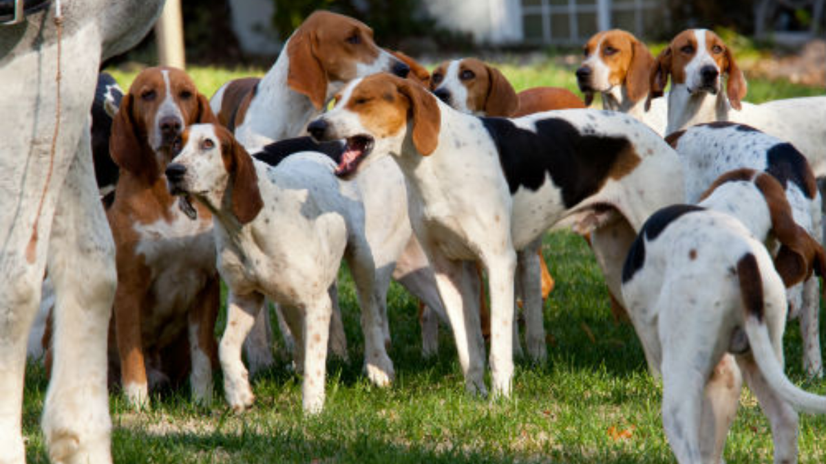 Are American Foxhounds Rare? Examining Breed Popularity