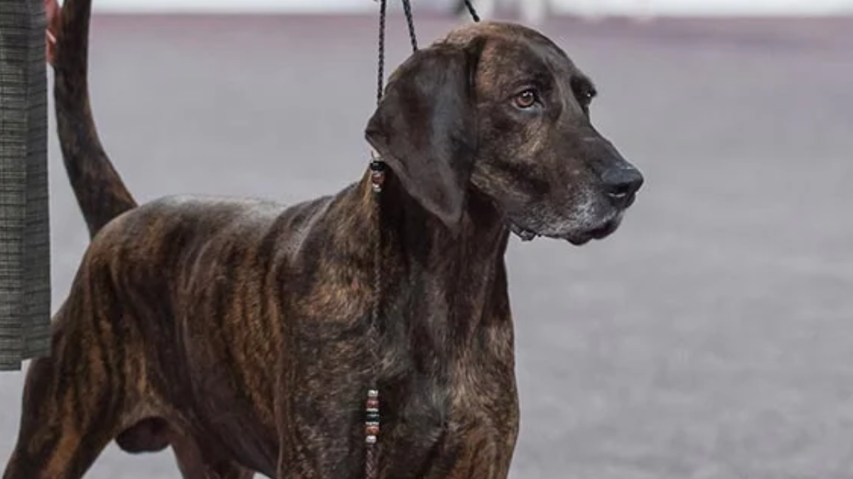 What is the Lifespan of a Plott Hound? Exploring Dog Life