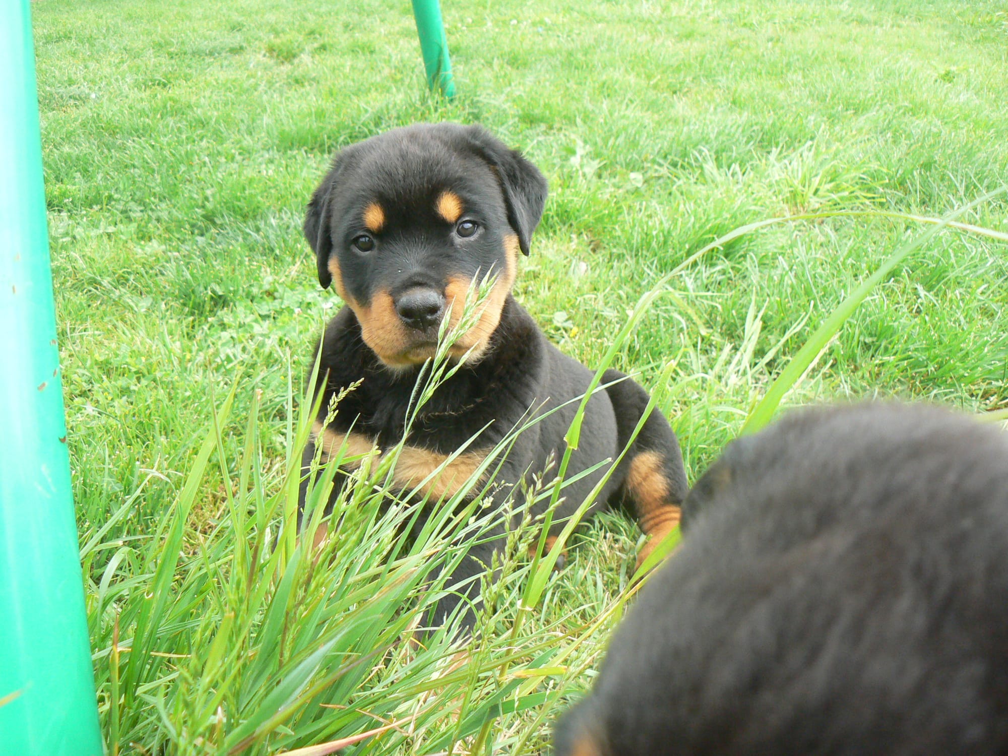Rottweiler Growth Timeline: When Do They Mature?