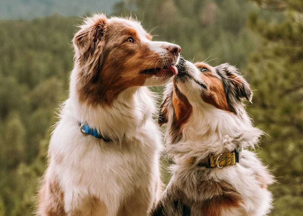 Anime Dog Collar: The Perfect Accessory for Your Furry Friend