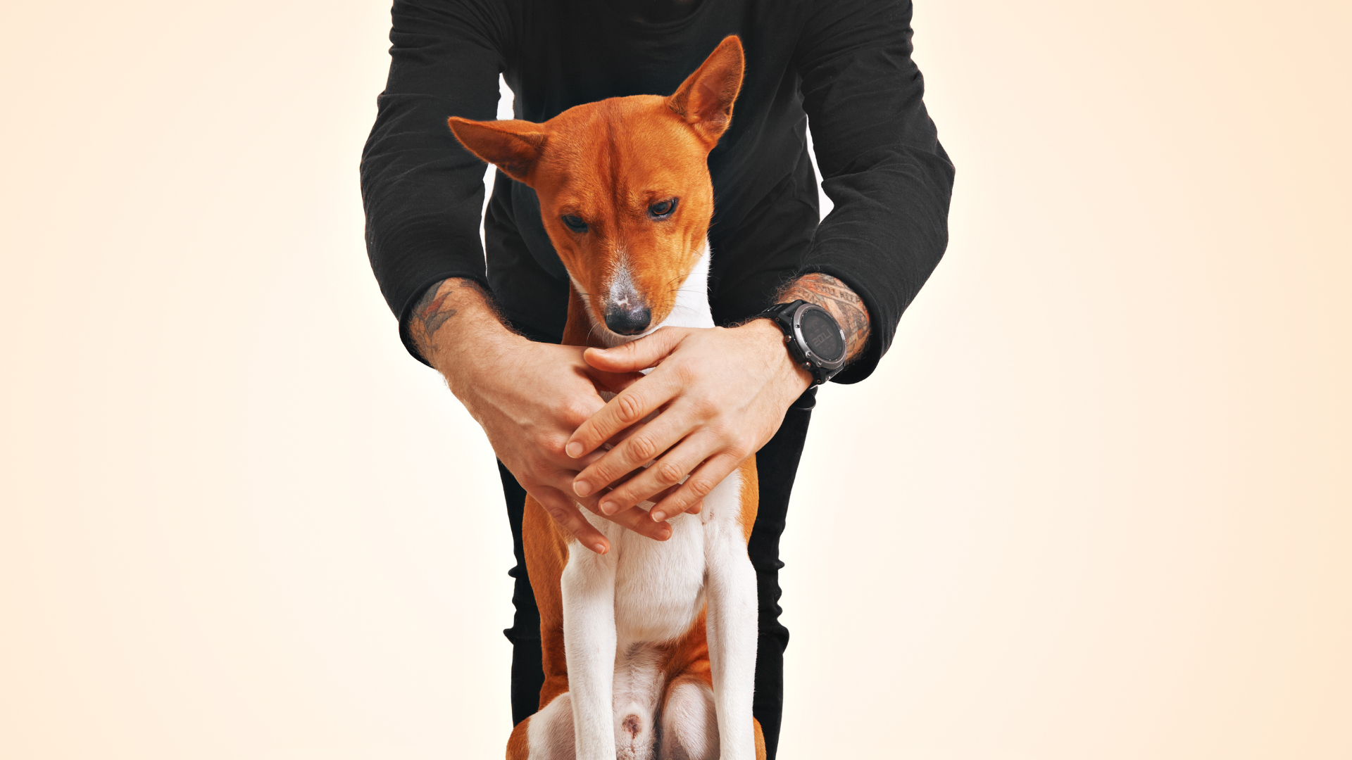 Are Basenji Good for First Time Owners? Explore the Reasons!