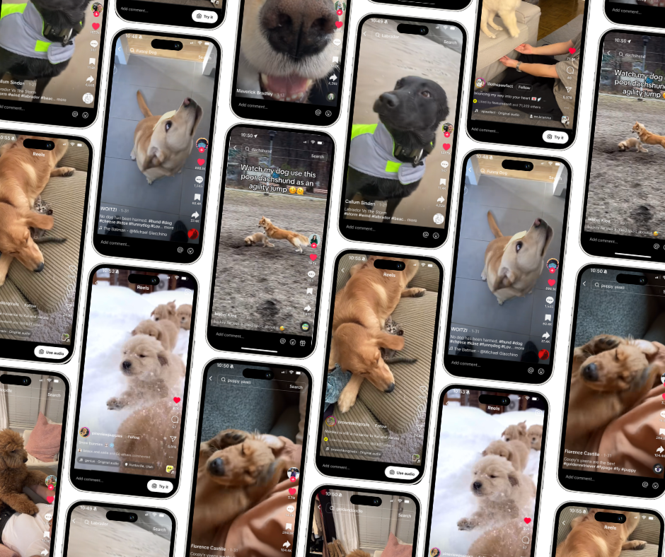 2/8/24: FI’S FAVORITE DOG VIDEOS OF THE WEEK