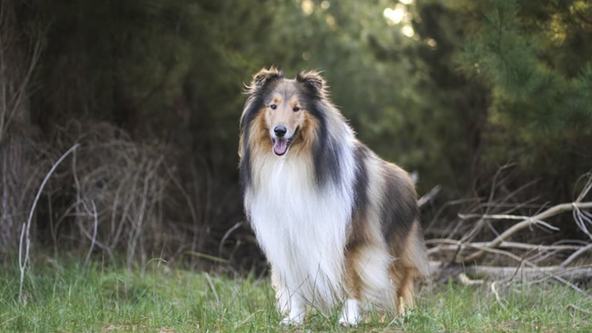 Are Collie Dogs Smart? "Smart Collies: Abilities"