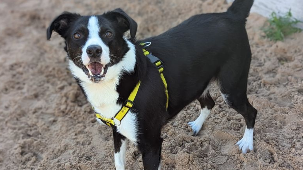 Can Collies Be Aggressive? Collie Dog Temperament