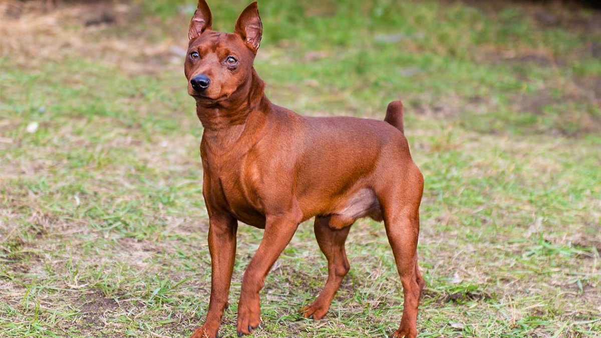 Are Miniature Pinschers Good with Cats? Complete Guide