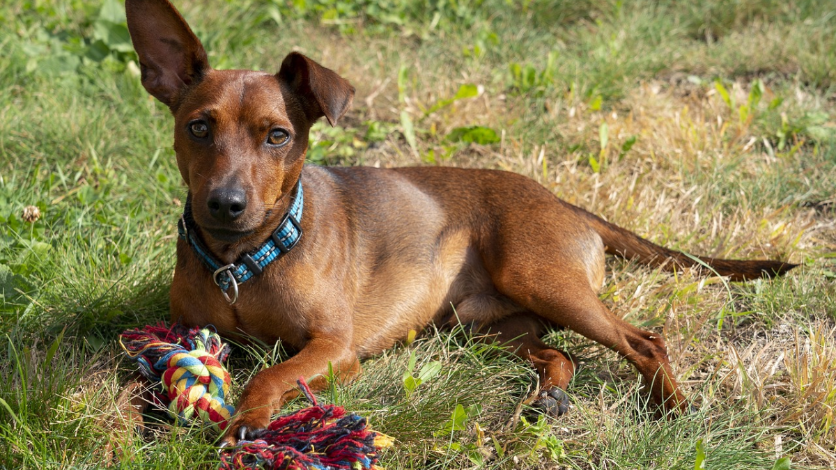 Can Miniature Pinschers Swim? Swimming Abilities