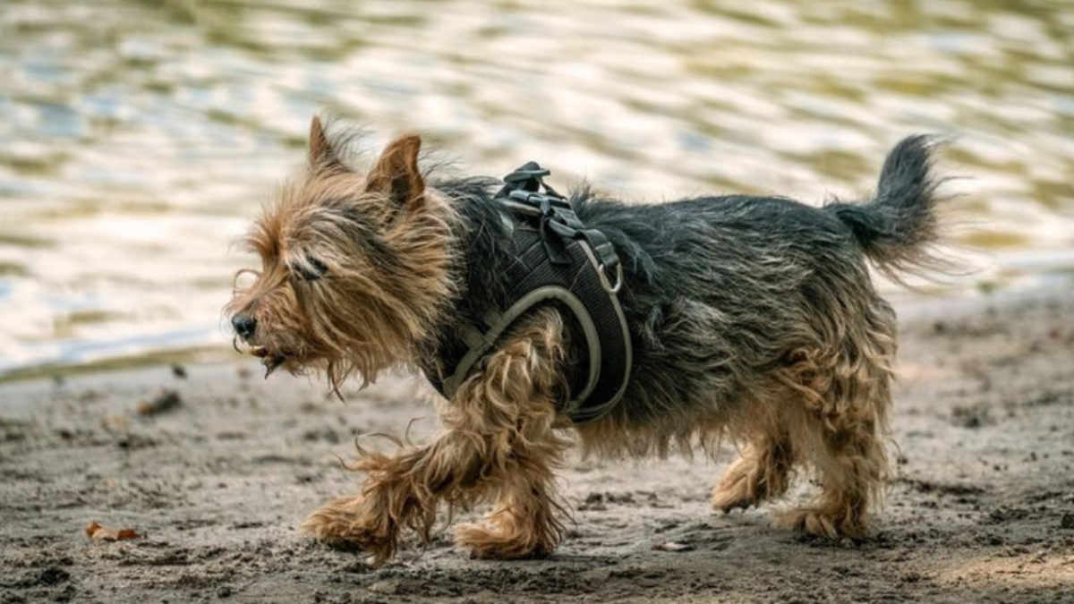 What Are Cairn Terriers Used For? A Comprehensive Guide
