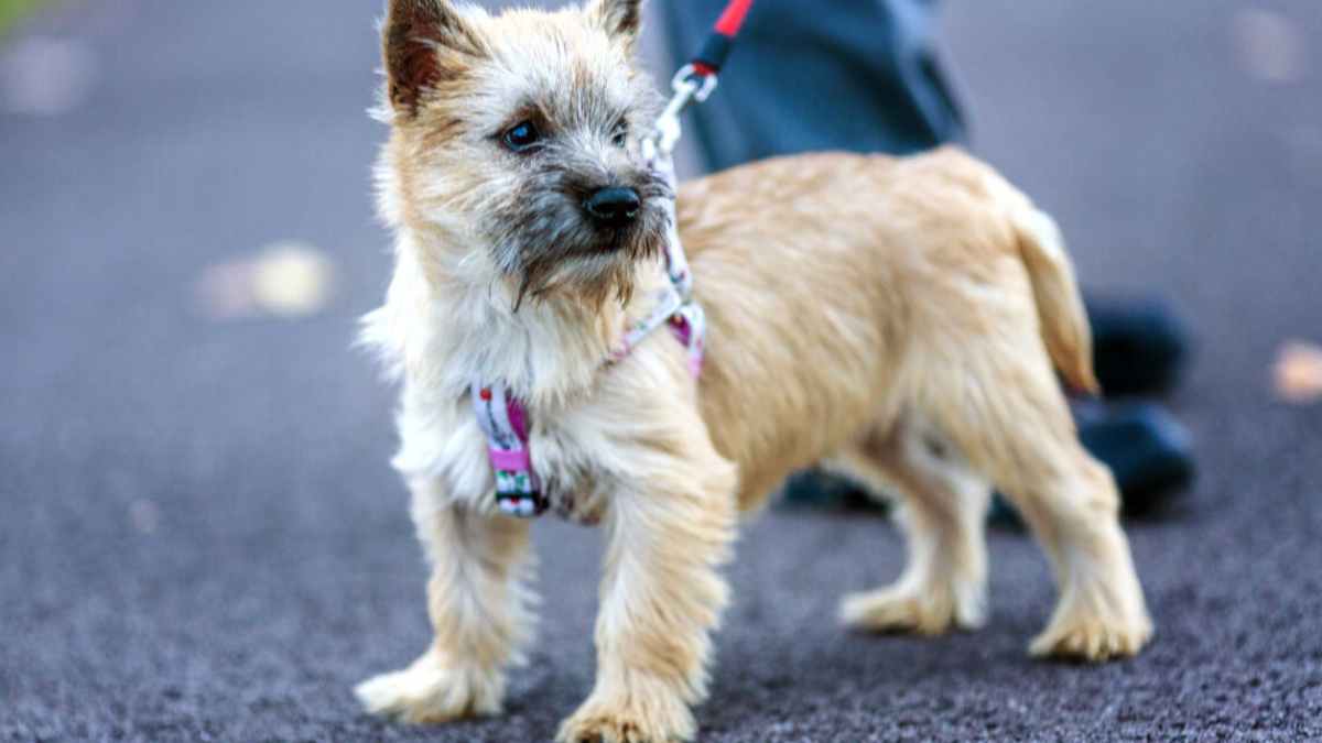 What Are Cairn Terriers Used For? A Comprehensive Guide