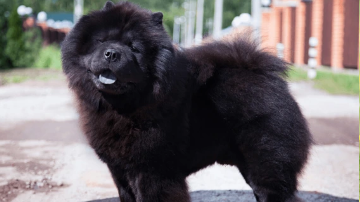 Are Chow Chow Dogs Aggressive? A Clear Answer Based on Facts