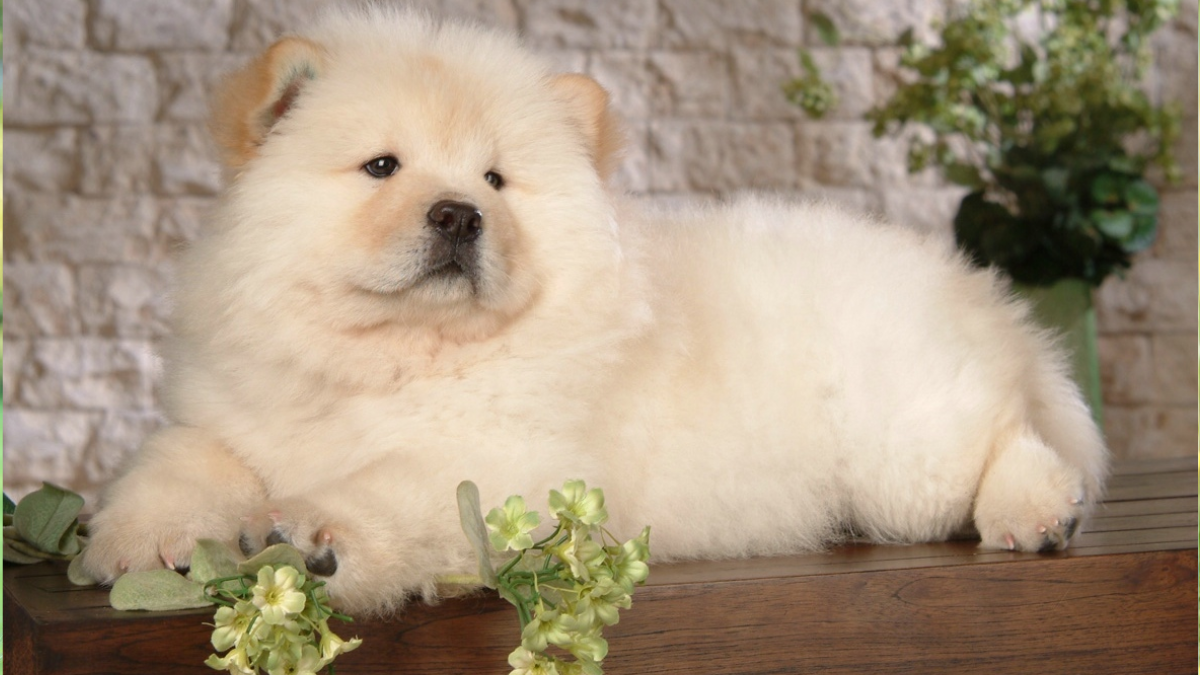 Are Chow Chow Dogs Aggressive? A Clear Answer Based on Facts