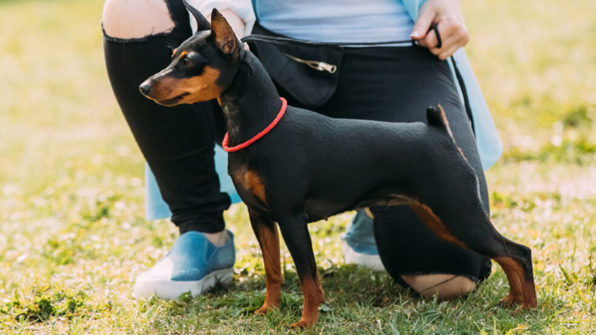 Are Miniature Pinschers Easy to Train? A Comprehensive Guide