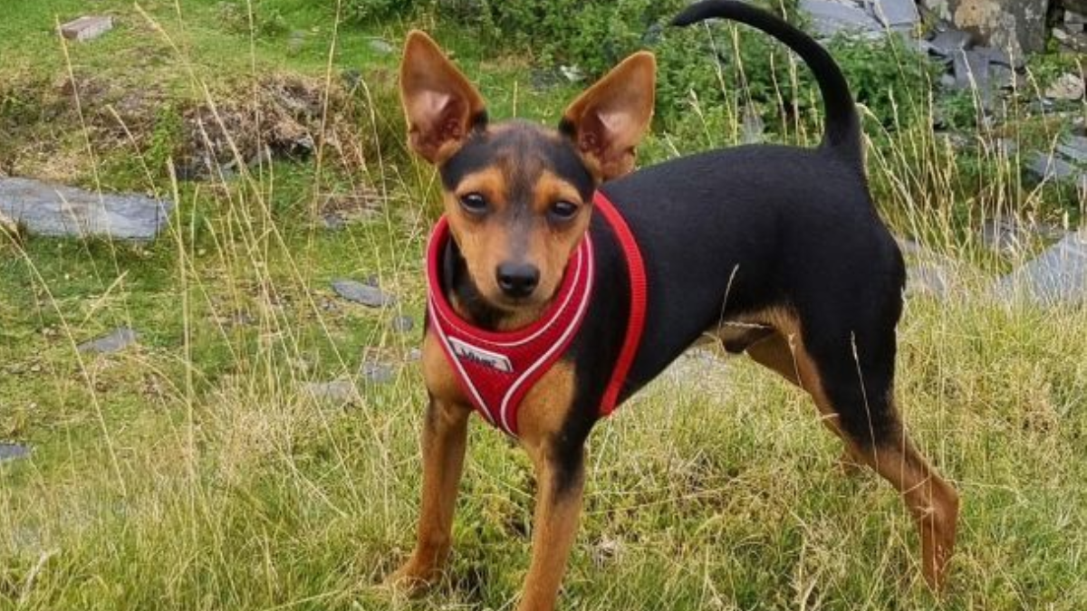 Are Miniature Pinschers Easy to Train? A Comprehensive Guide