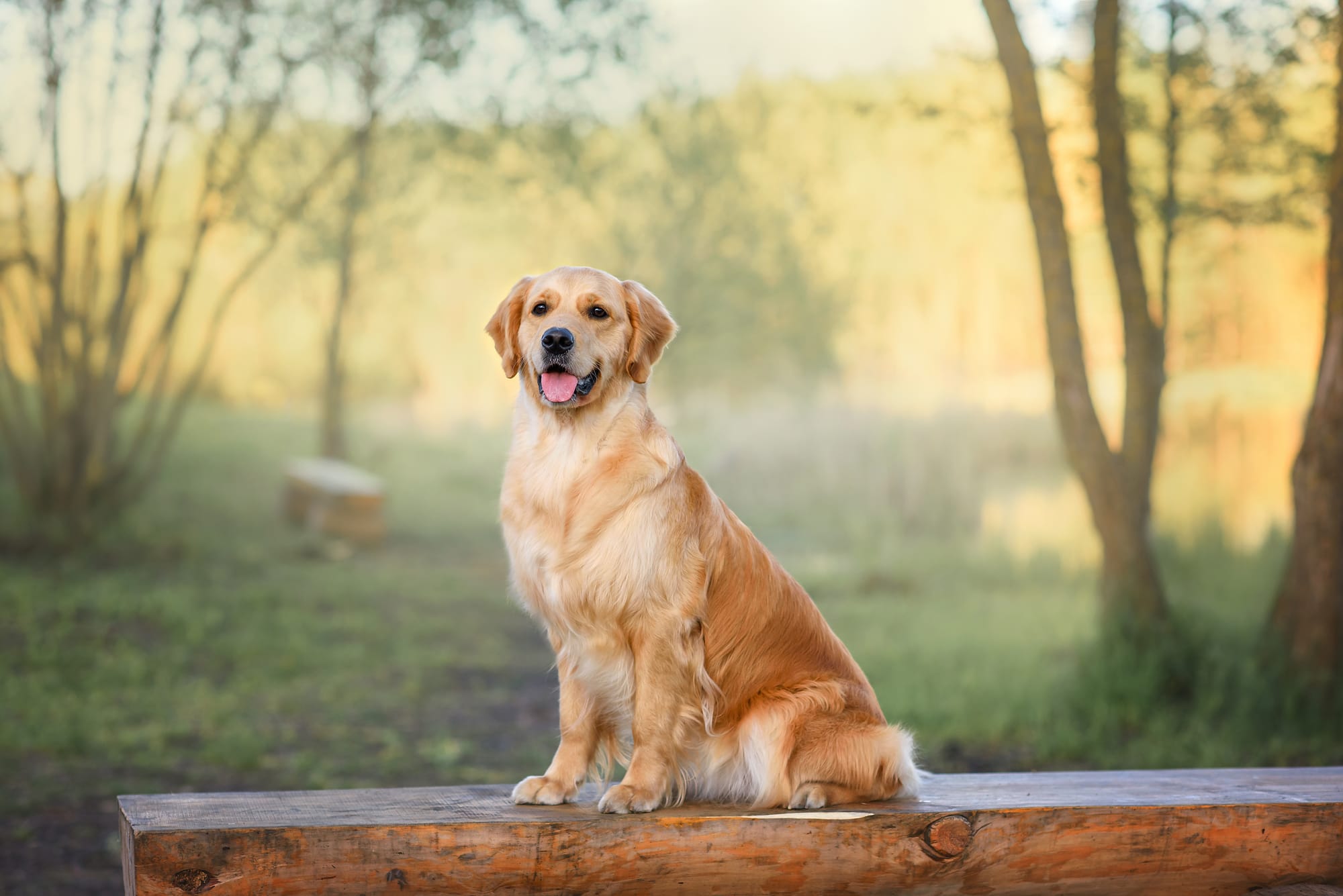 Top 10 Most Trainable Dog Breeds Revealed!
