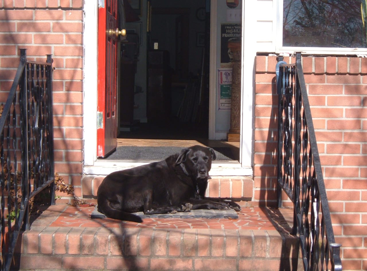 Door Guard For Dogs: Choosing Protective Solutions