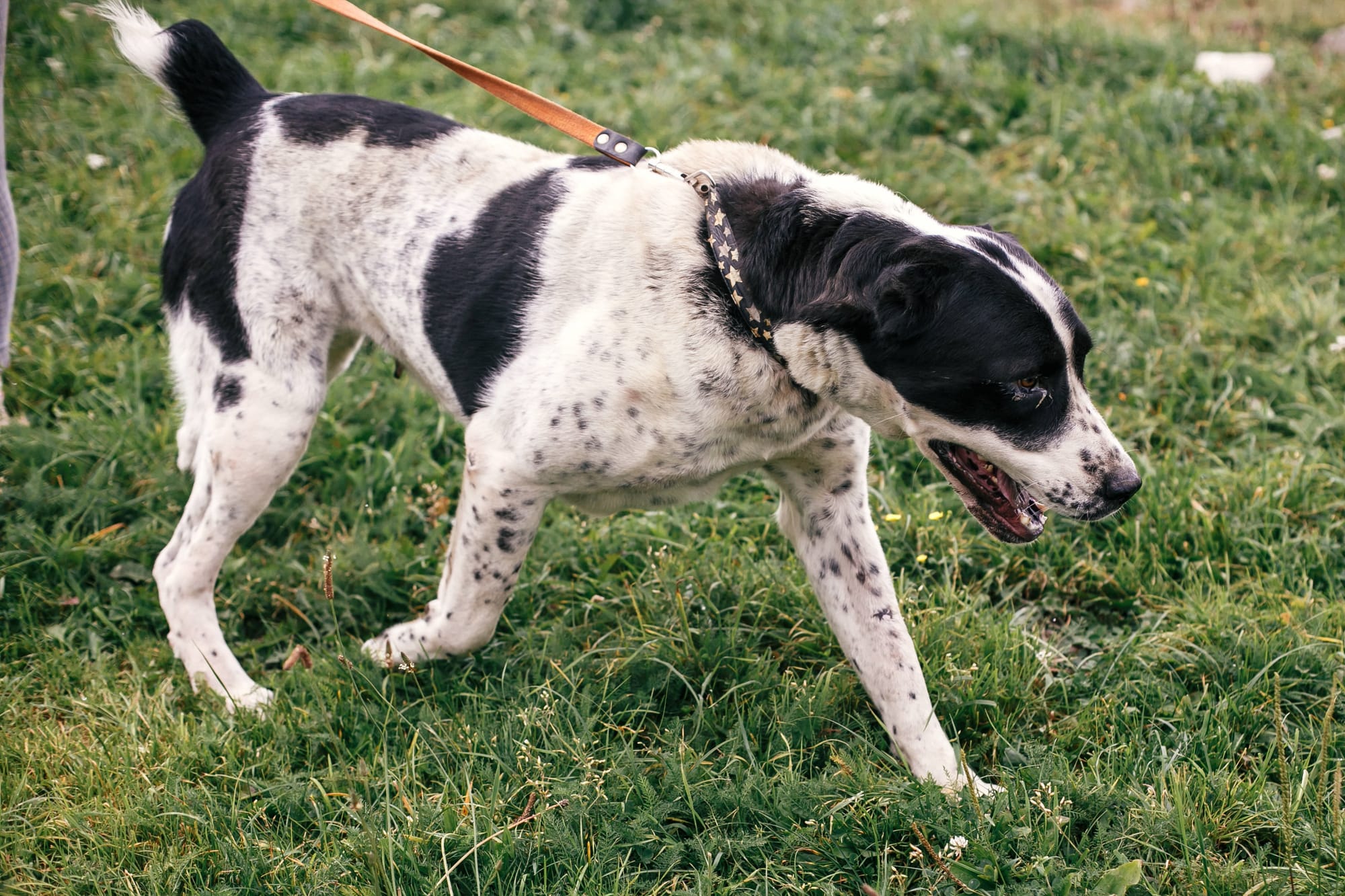 Discover the Best English Hunting Dog Breeds