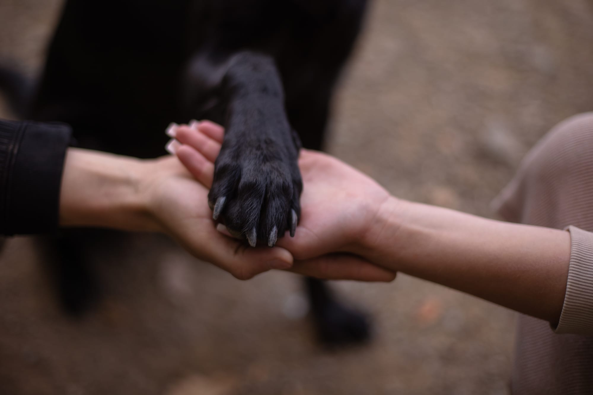How to Cut Black Dog Nails: A Confident and Clear Guide