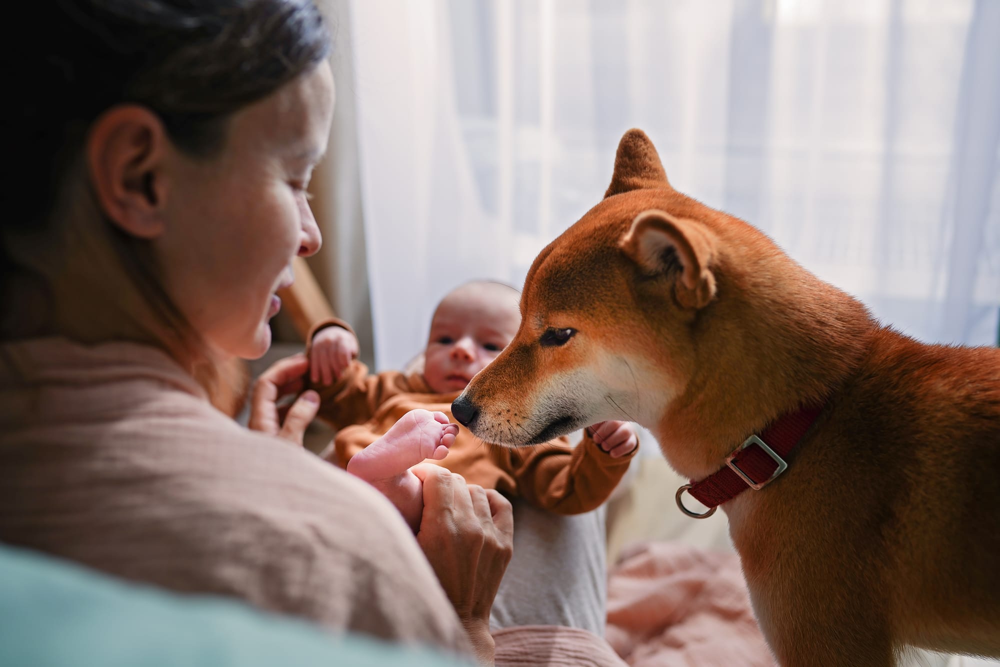 Are Basenji Good Family Dogs? Explore Friendly Disposition!