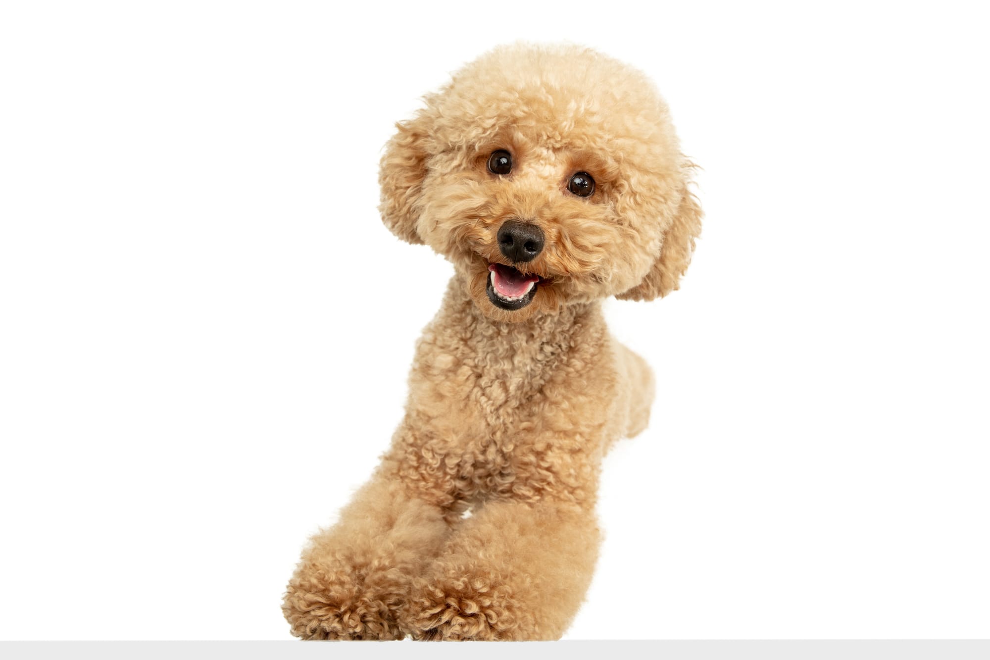 Comprehensive Mini Goldendoodle Care & Training Essentials