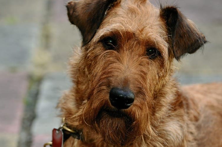 Irish Dog Names: A Guide To Meaningful & Traditional Choices