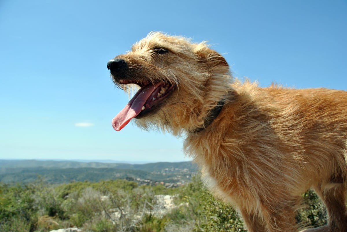 Irish Dog Names: A Guide To Meaningful & Traditional Choices