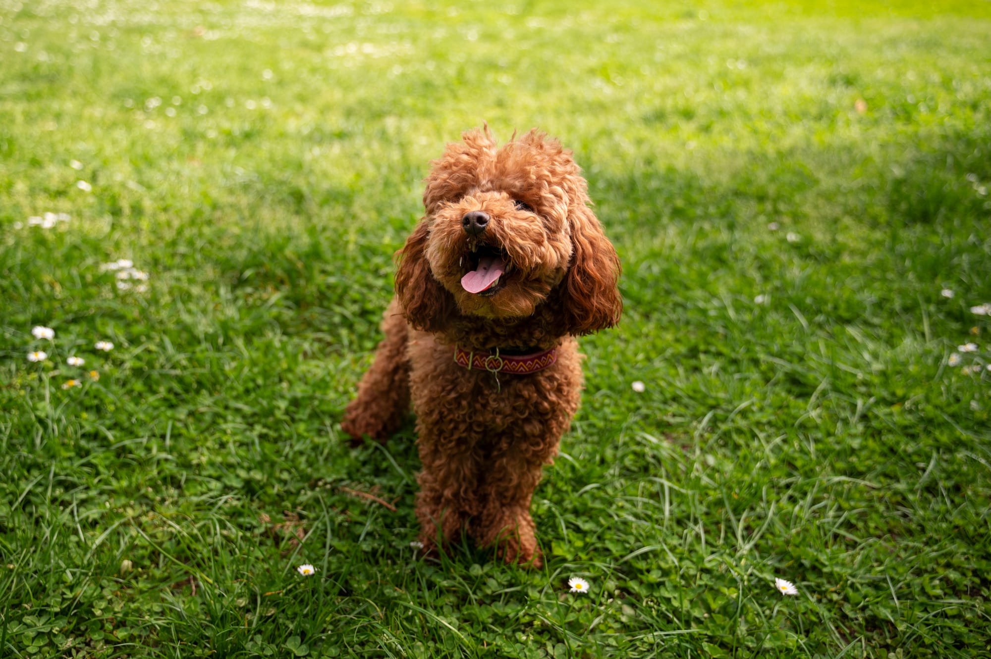 Comprehensive Mini Goldendoodle Care & Training Essentials