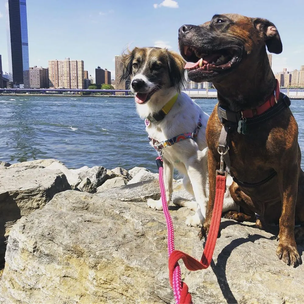 10 Reasons Why You Should Foster a Dog