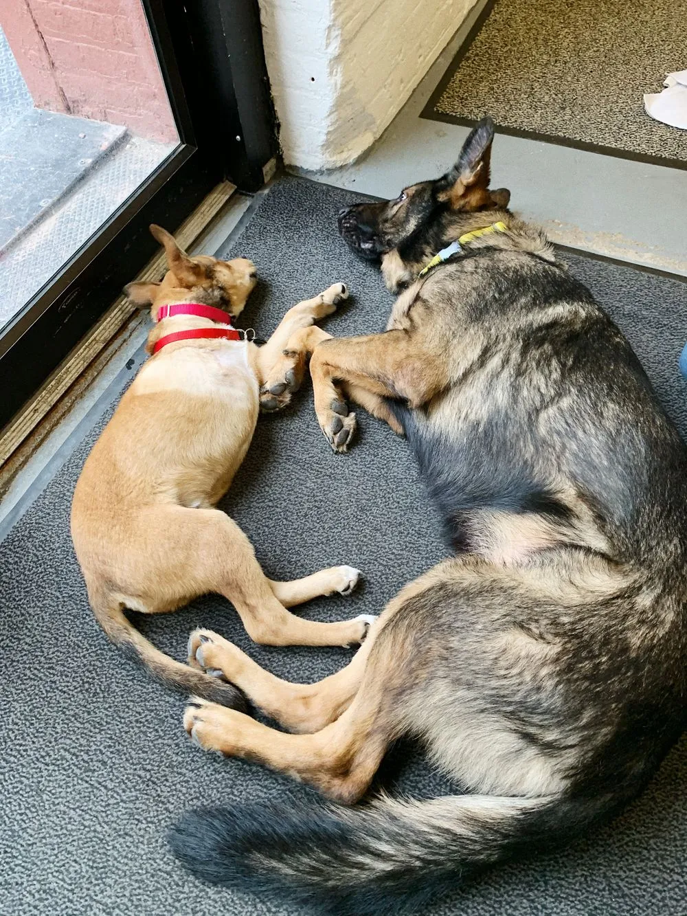 10 Reasons Why You Should Foster a Dog