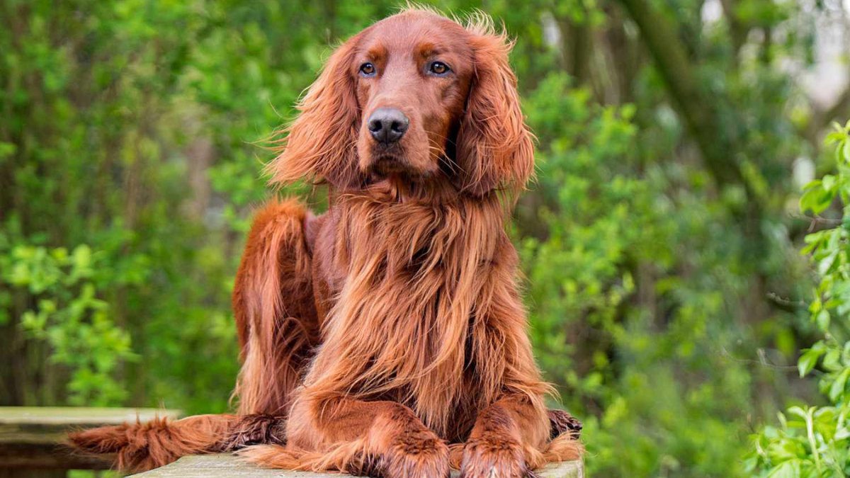 Best Large Red Dog Breeds: Top Pets for You