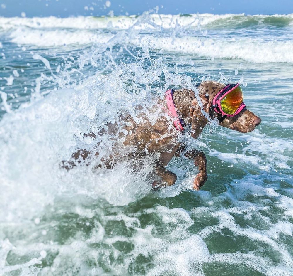 Summer Activities To Do With Your Dog