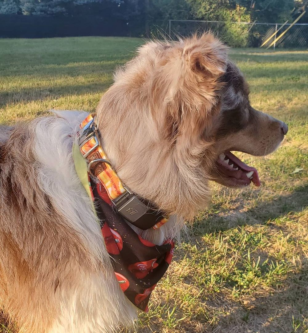 Meet The Fi Makers: The Best Collar Makers Out There