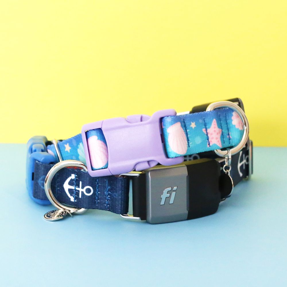 Fi Makers Collars Your Pup Needs This Summer