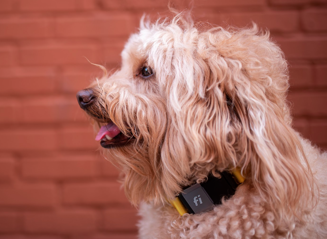 Do Rescue Dogs Remember Their Past?