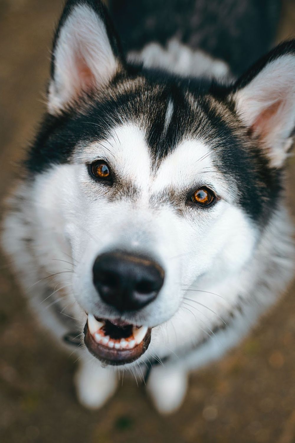 10 Simple Signs of a Husky’s Affection: Ways that Huskies Show You They ...