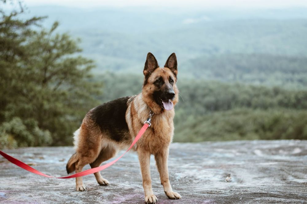 German Shepherd-Irish Setter Mix: A Special Blend