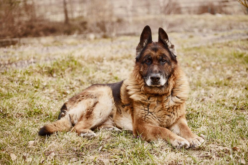 The Shiloh Shepherd: An In-Depth Examination of the Breed