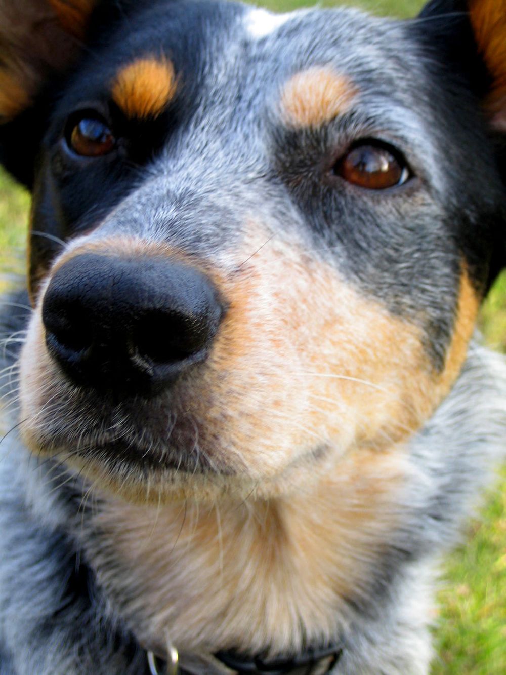 Border Collie Blue Heeler Mix: A Blend of Brilliance and Energy