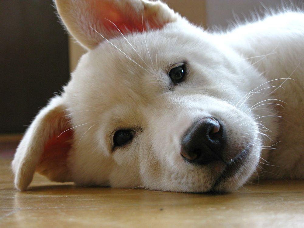 Korean Dogs: A Look into Dog Breeds of Korea