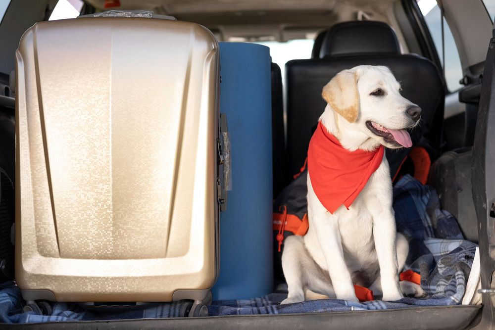Bringing Fido Along: A Guide to Amtrak's Dog-Friendly Rules
