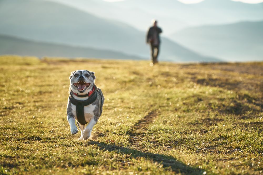 Hot Weather and Dog Walks: Stay Safe and Caring