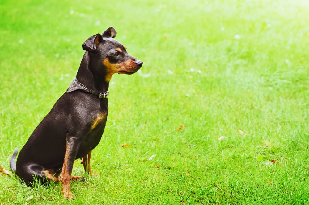 Meet the Mini Doberman: Ideal Pets for Small Homes