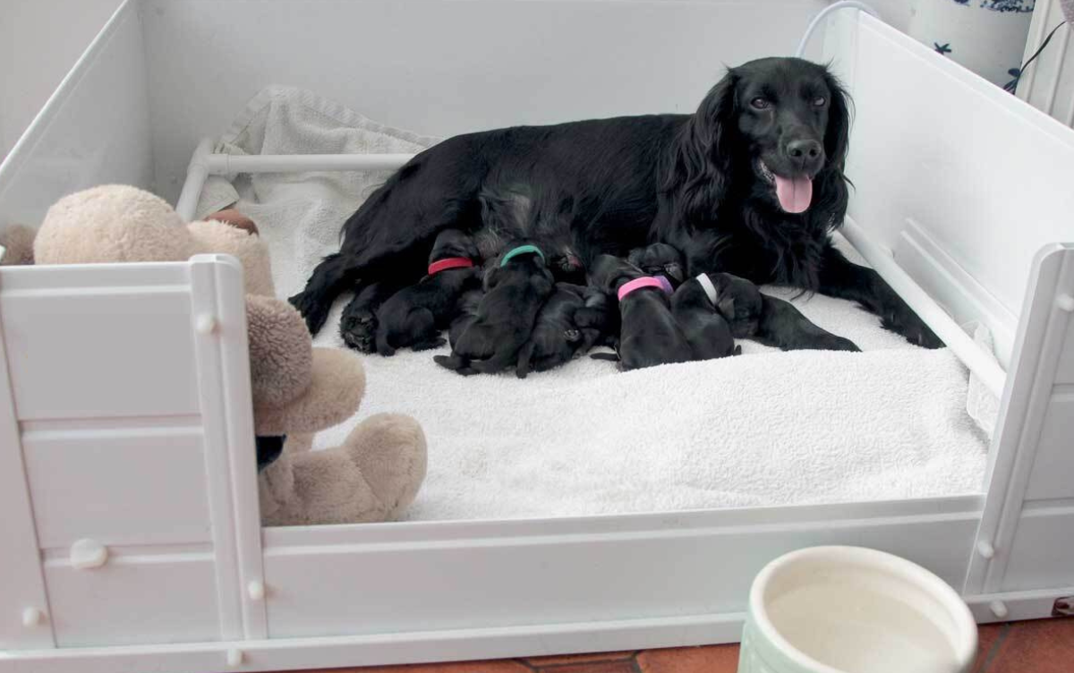 Whelping Box: Must-Have Features for Dog and her Puppies
